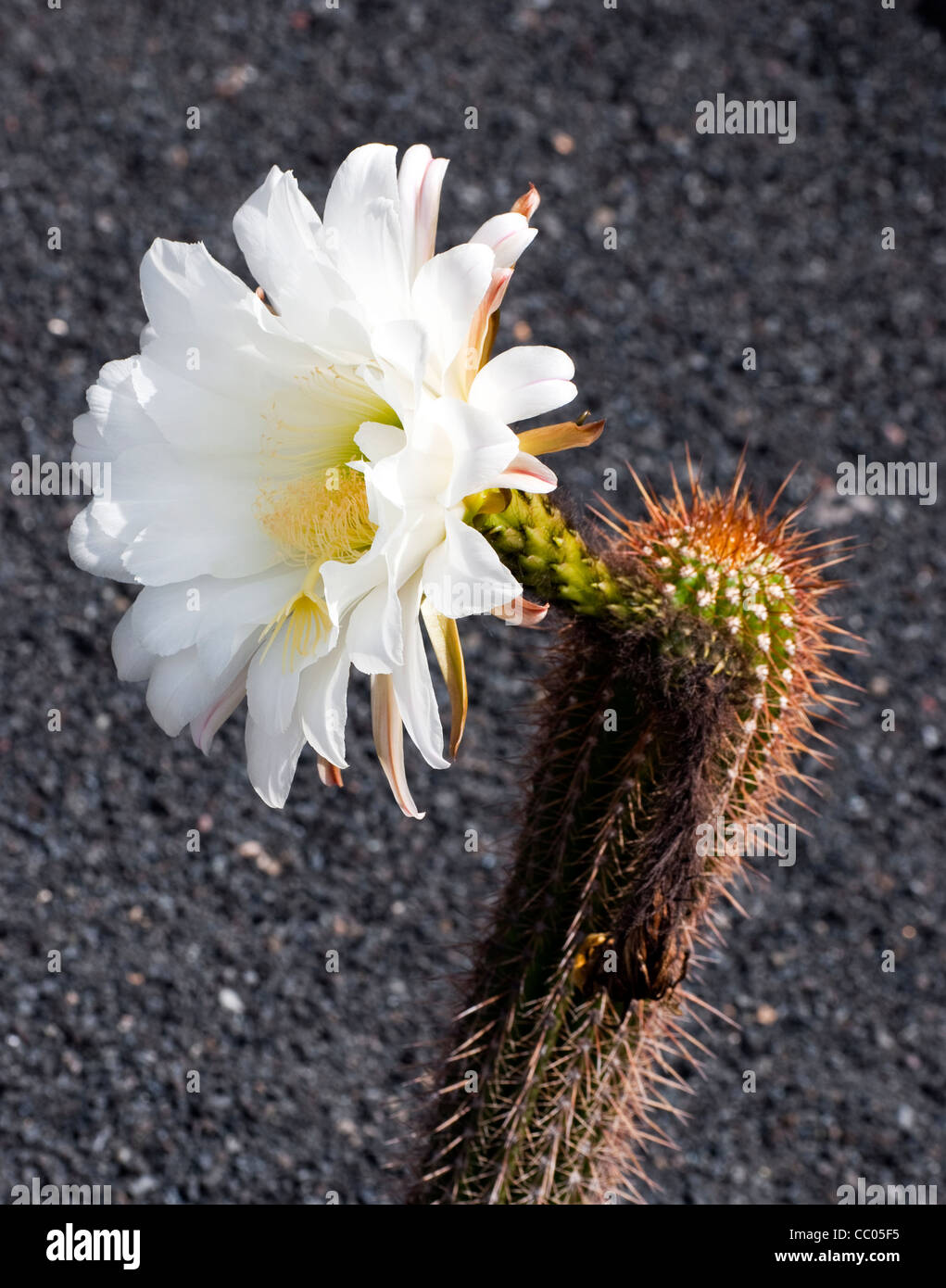 Closeup of a variety of unusual Cactus from Spain Stock Photo - Alamy
