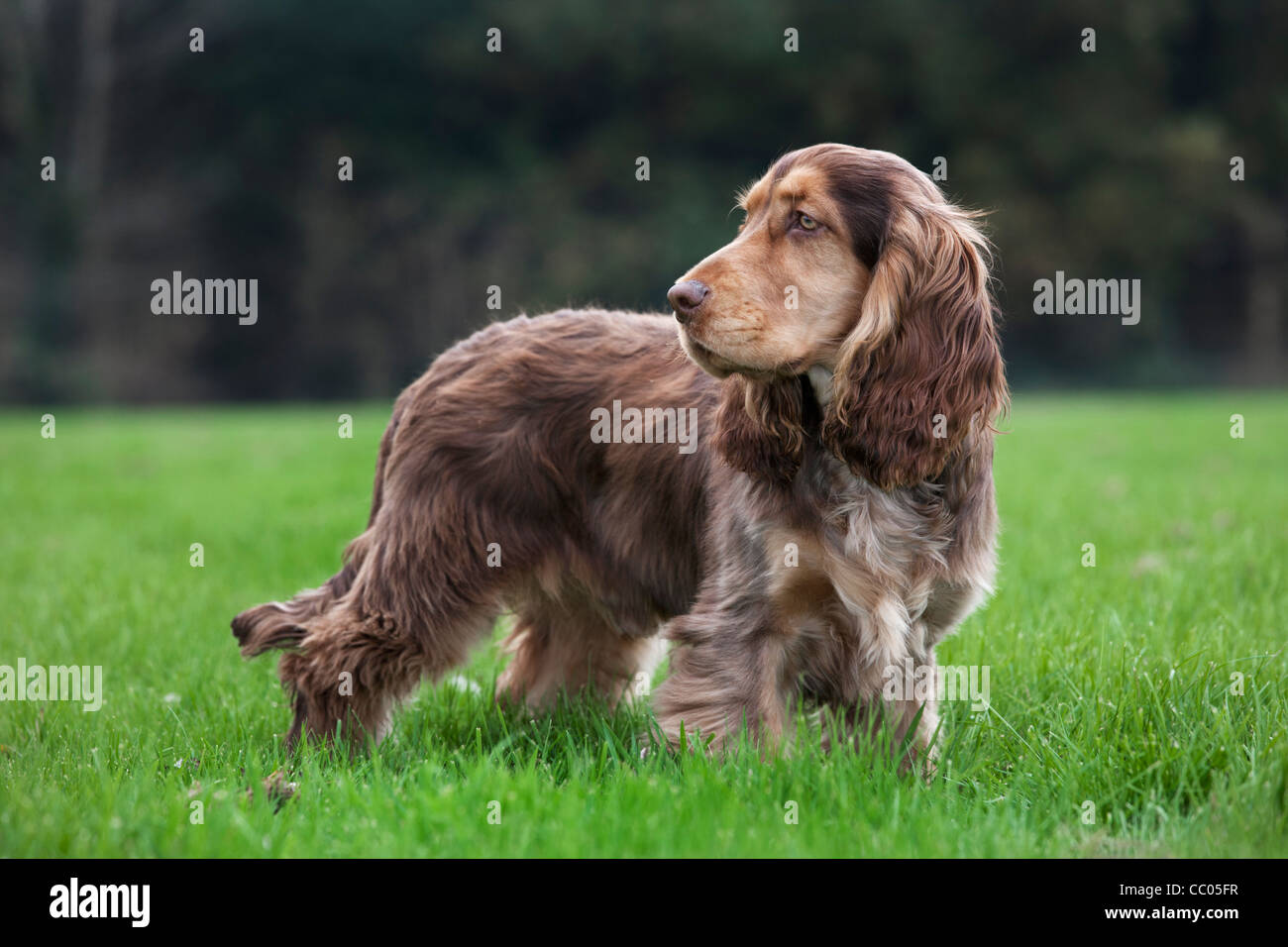 English Cocker spaniel dog in garden Stock Photo - Alamy