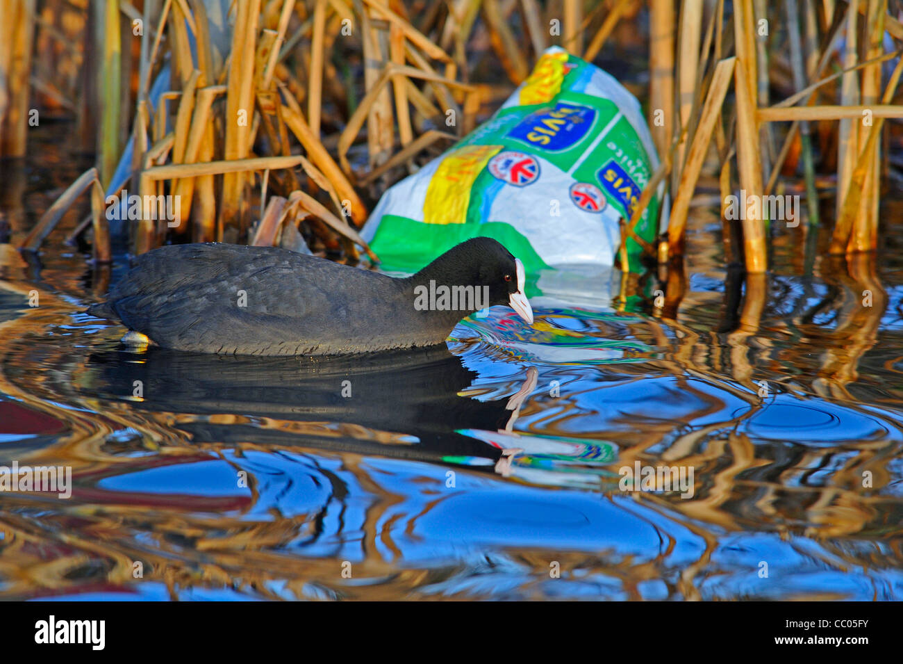 Coot swimming through a reed bank with an empty plastic bread bag ...
