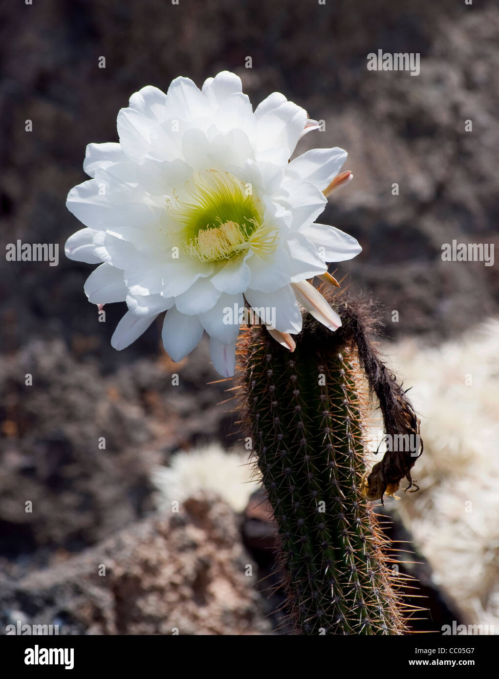 Hardy cactus hi-res stock photography and images - Alamy