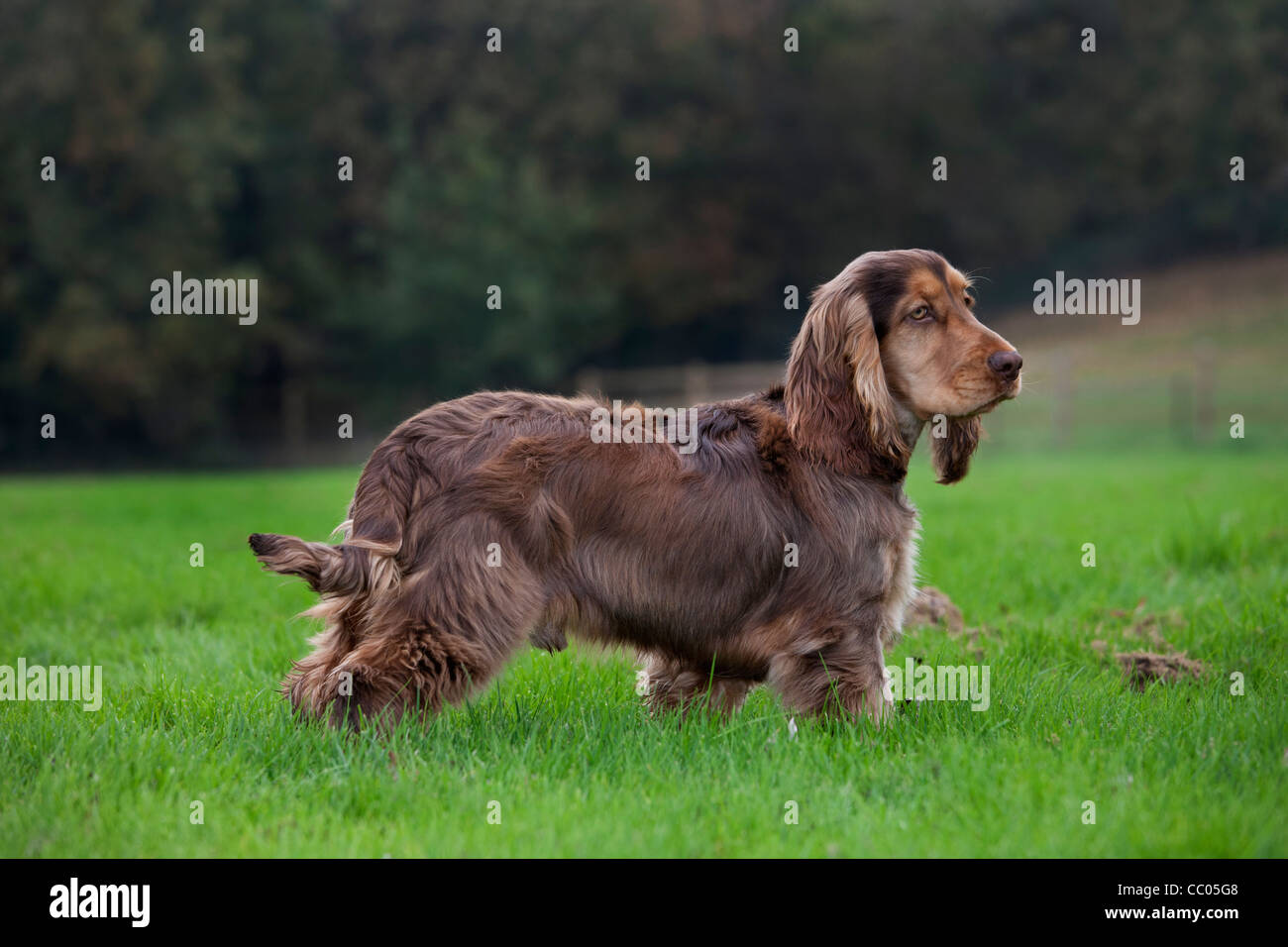English Cocker spaniel dog in garden Stock Photo - Alamy