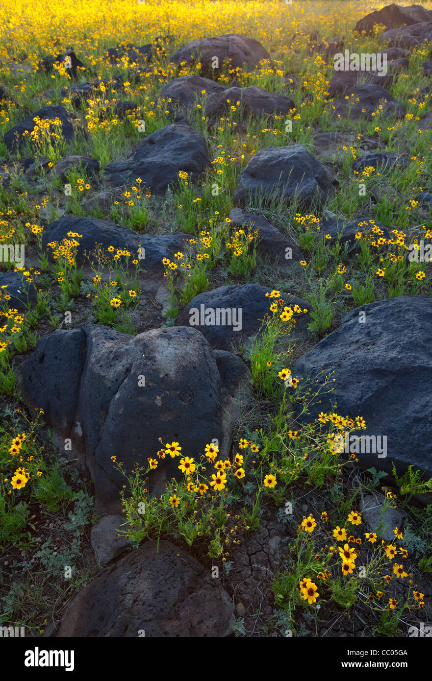 Calliopsis (Coreopsis tinctoria) blooms among volcanic rock in the ...