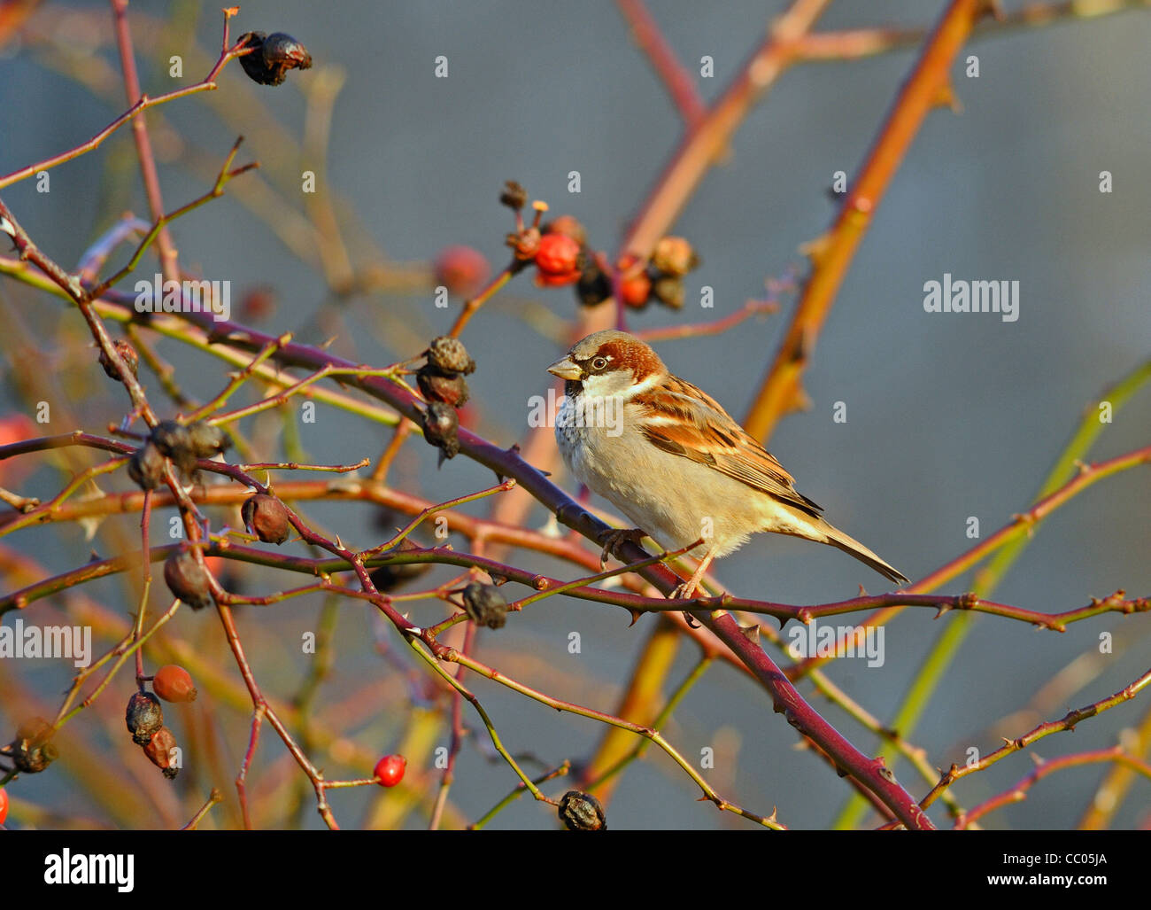 Adult male birds hi-res stock photography and images - Alamy