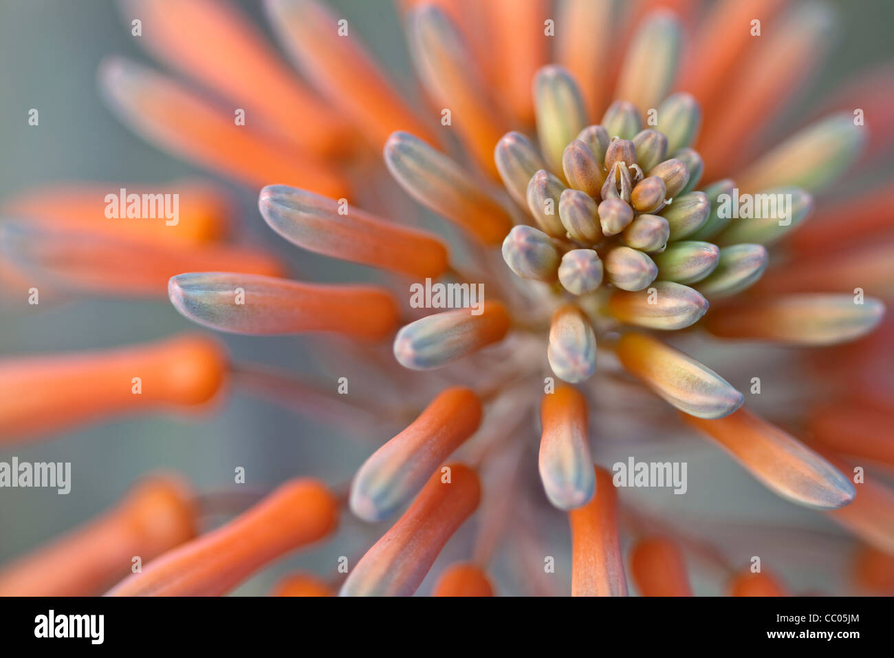 Close-up view of Coral Aloe (aloe striata hybrid) flower Stock Photo ...