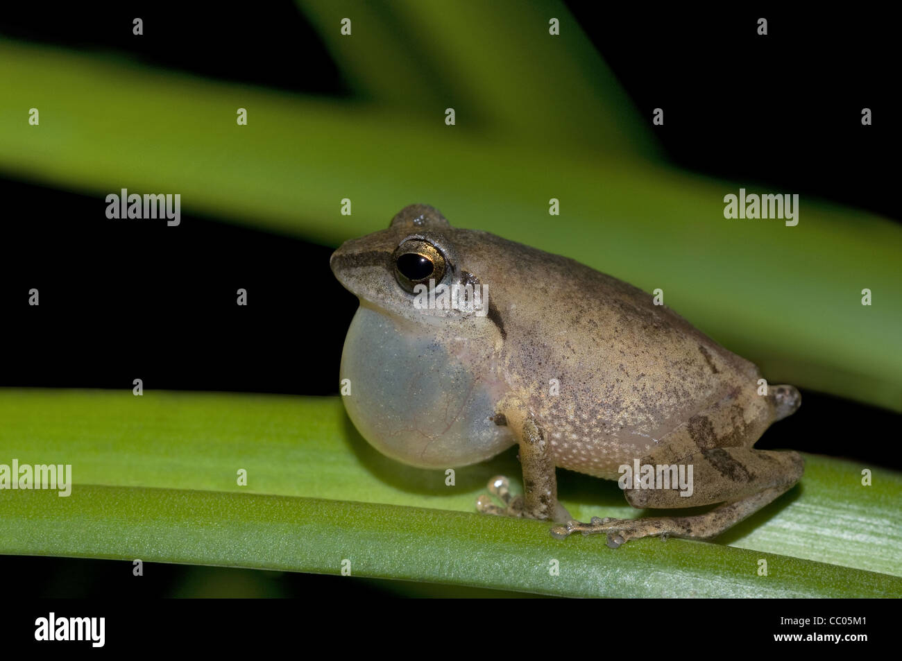 Philautus wynaadensis , a bush frog species from southern western ghats ...