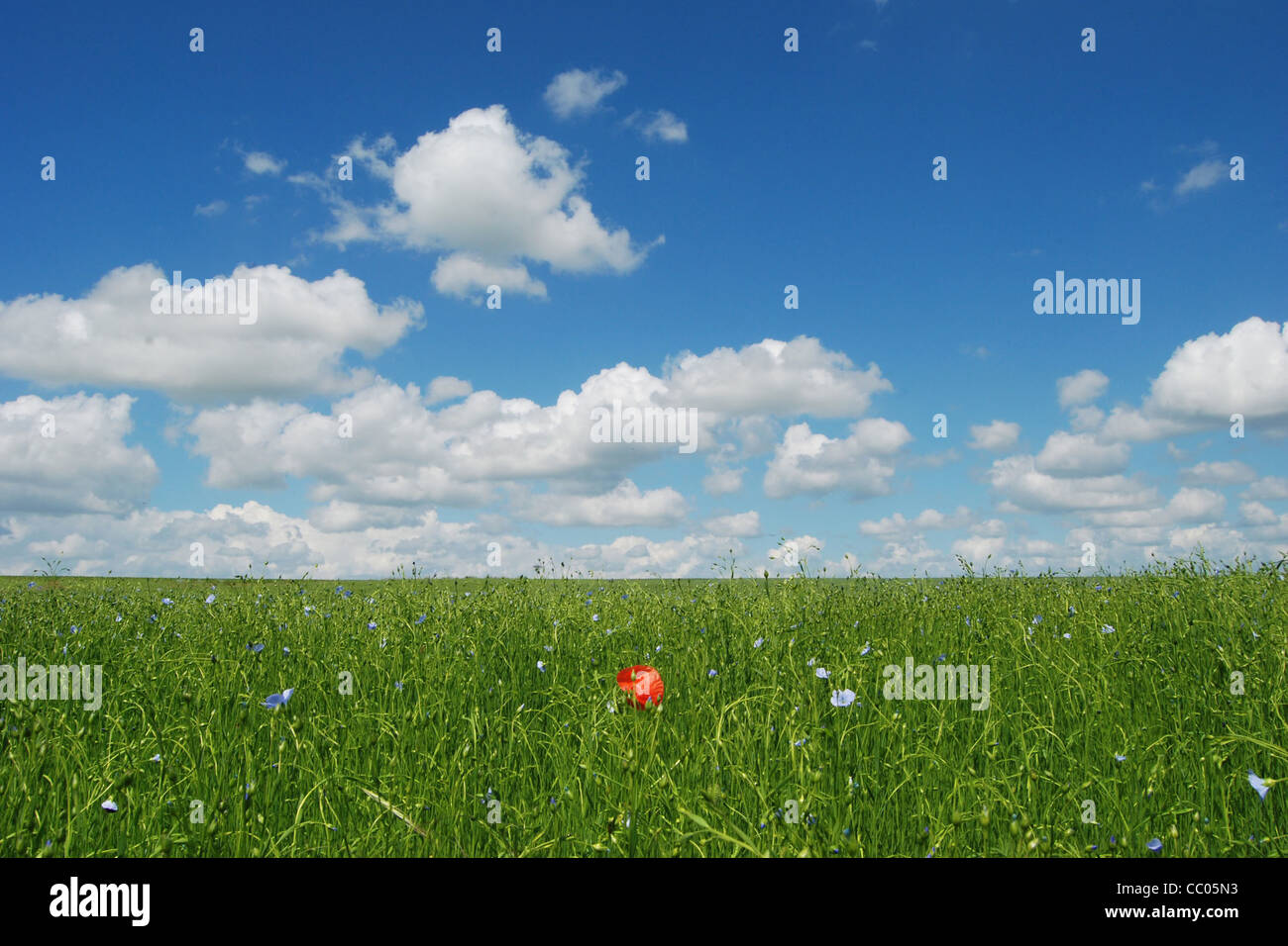 Red poppy bue sky hi-res stock photography and images - Alamy