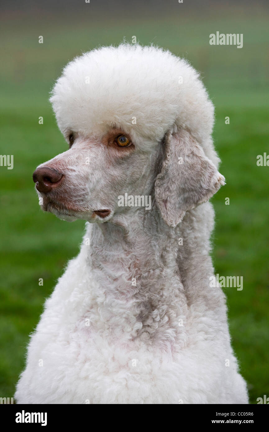 White standard poodle (Canis lupus familiaris) in garden Stock Photo ...