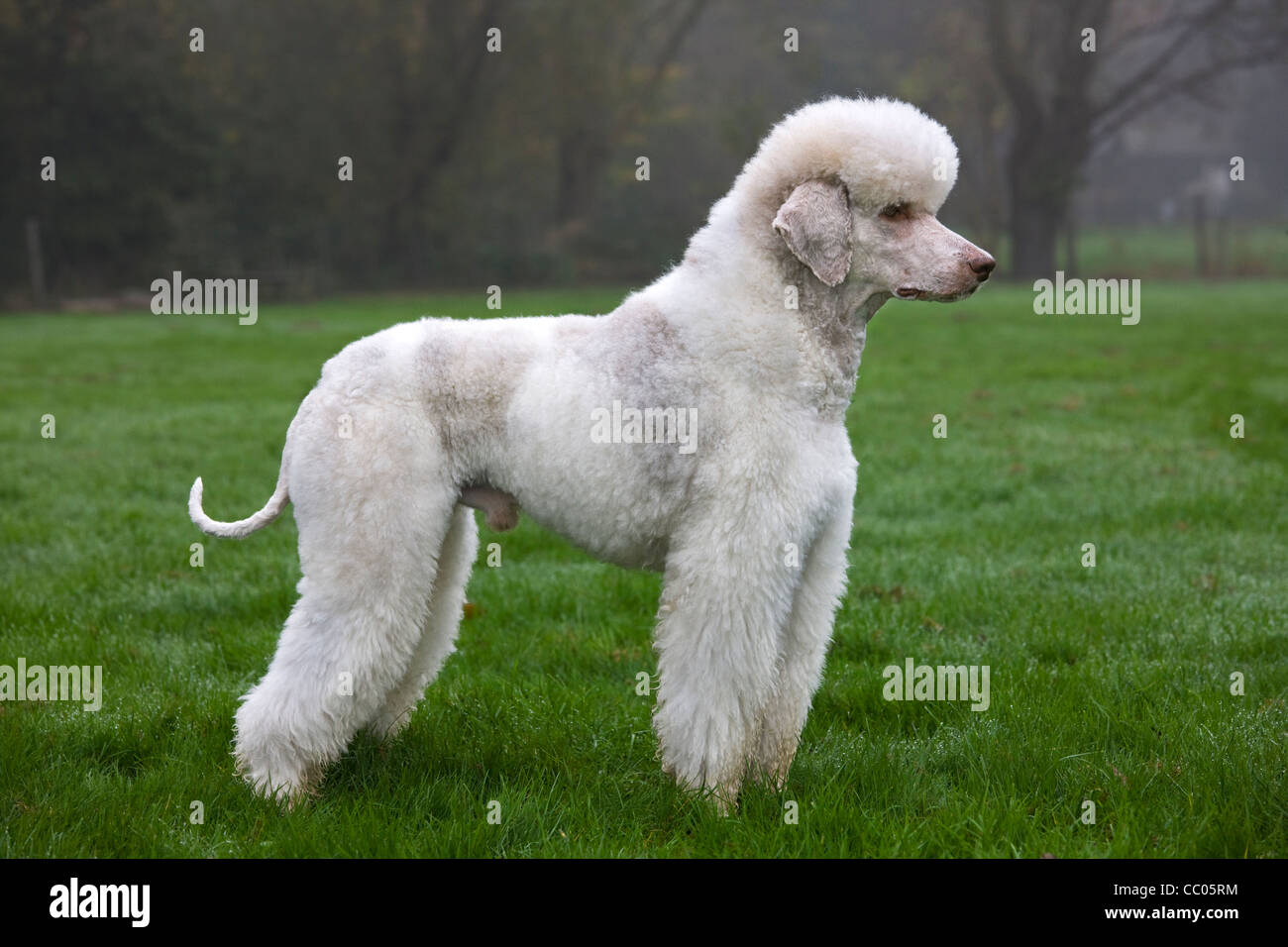 White standard poodle (Canis lupus familiaris) in garden Stock Photo ...
