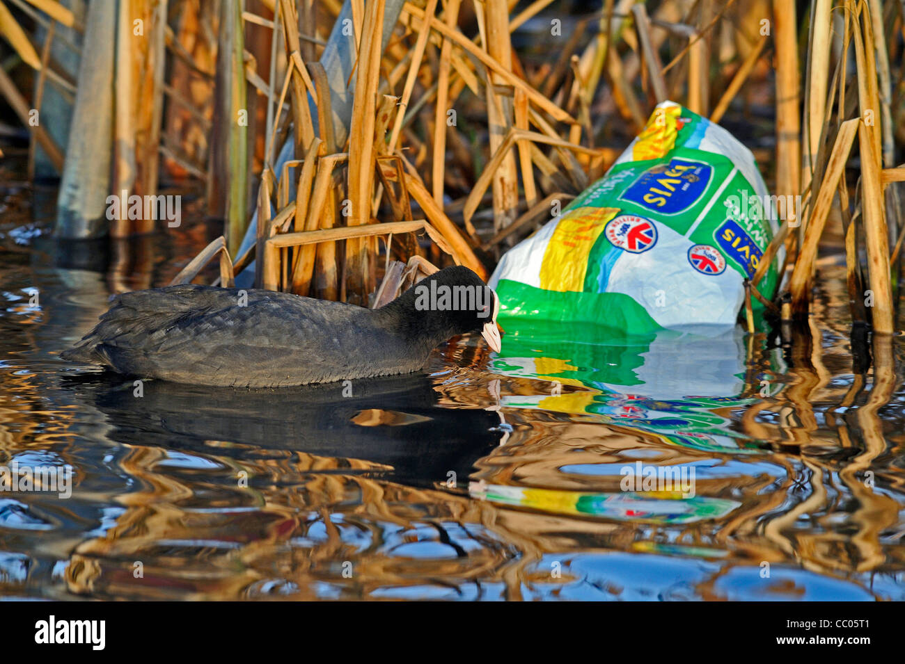 Coot swimming through a reed bank with an empty plastic bread bag ...