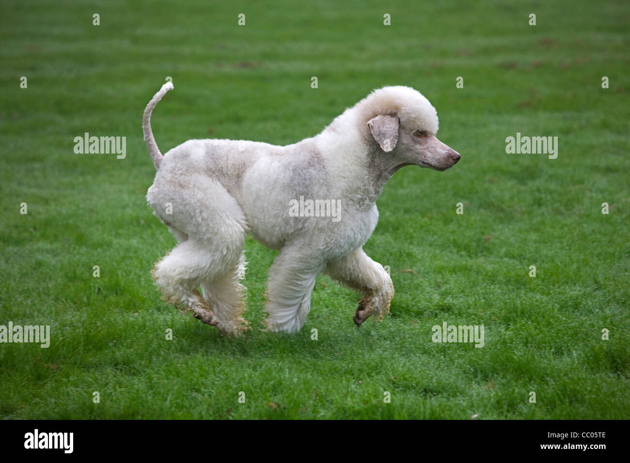 White Standard Poodle Running