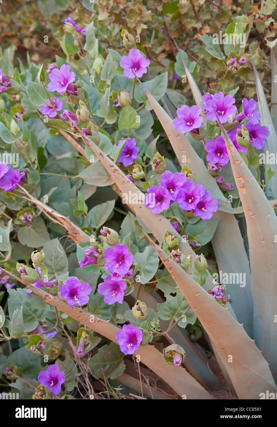 Colorado four o'clock (Mirabilis multiflora) flowers among an agave ...