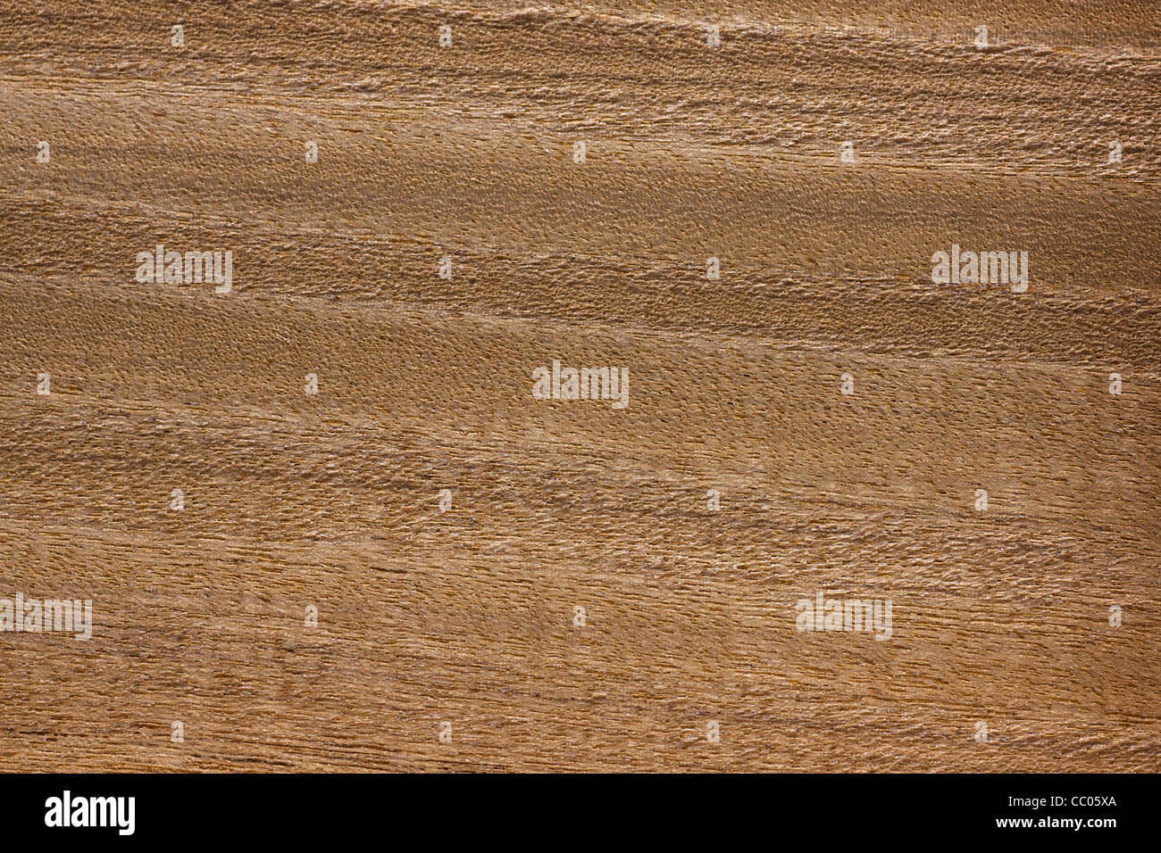Wood grain of the hardwood Pericopsis elata, the African Teak ...