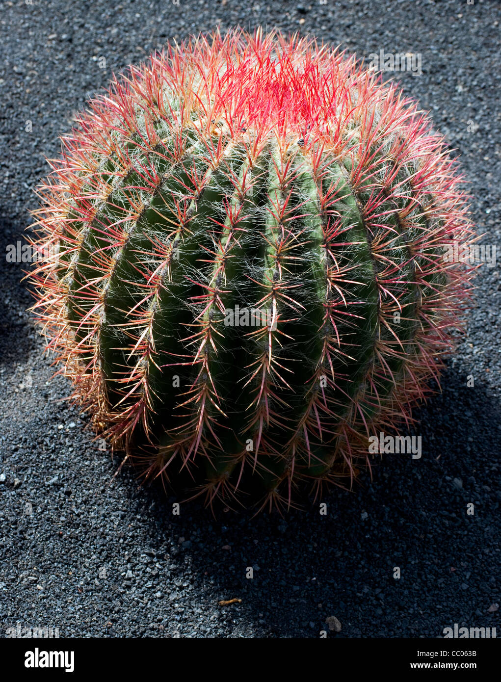 Unusual cactus hi-res stock photography and images - Alamy