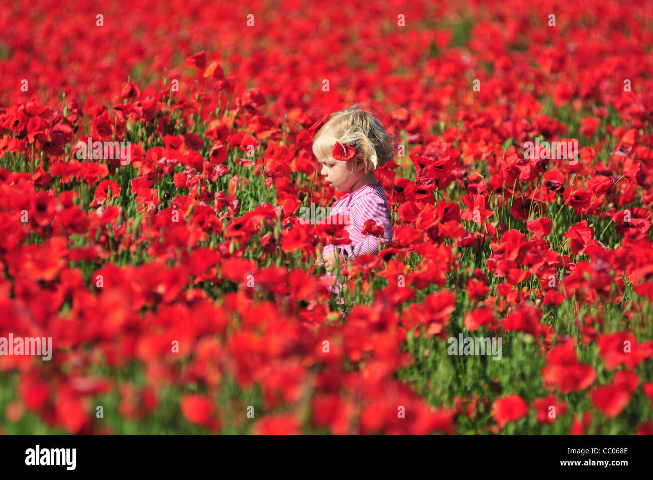 LITTLE GIRL IN A POPPY FIELD Stock Photo - Alamy