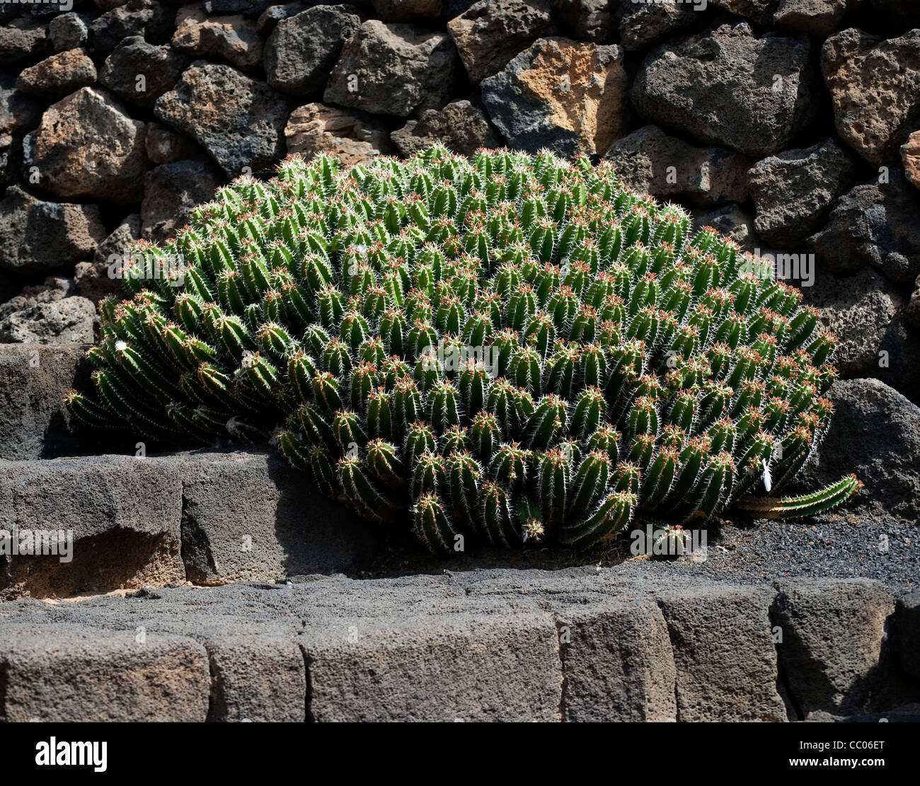 Cactus from spain hi-res stock photography and images - Alamy