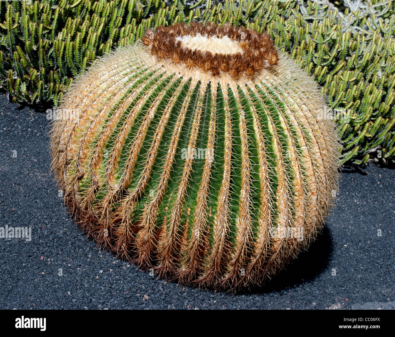 Closeup of a variety of unusual Cactus from Spain Stock Photo - Alamy