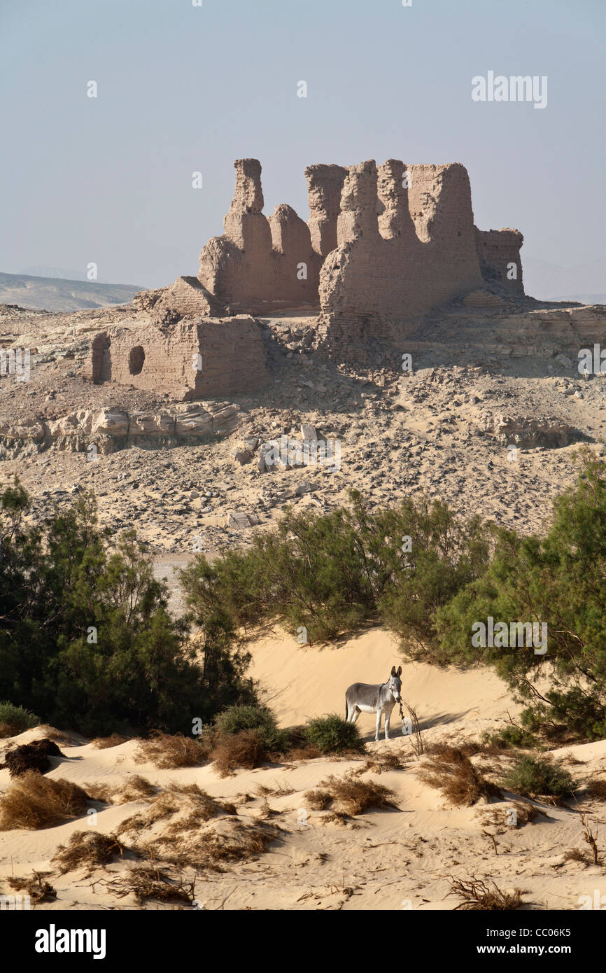 Donkey in heat hi-res stock photography and images - Alamy
