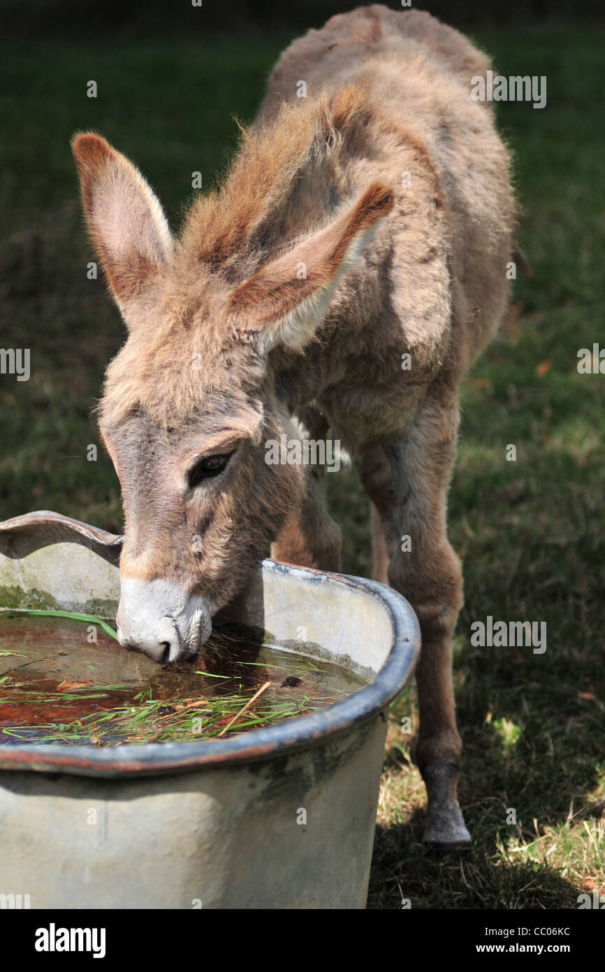 DONKEY DRINKING FROM A TROUGH Stock Photo - Alamy