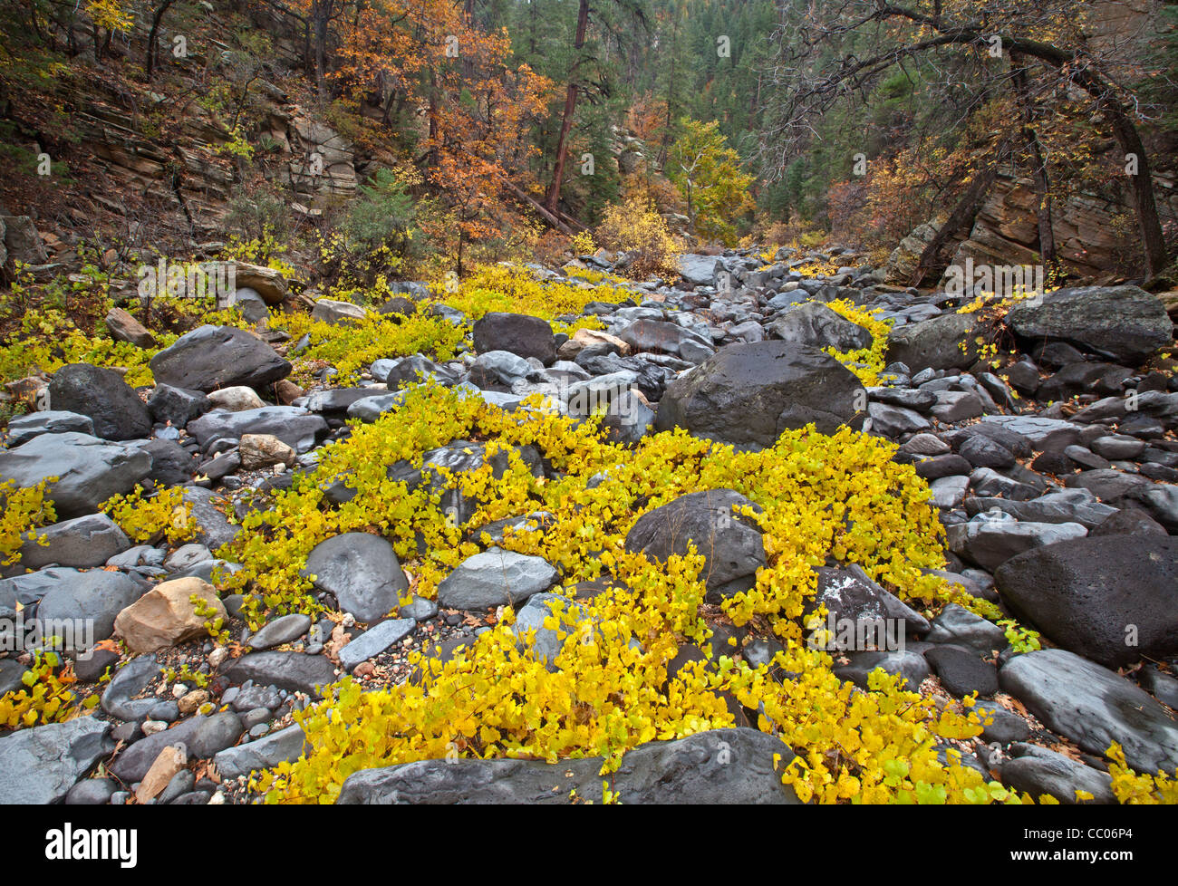 Showing autumnal colors, Arizona grape (Vitis arizonica) covers the ...
