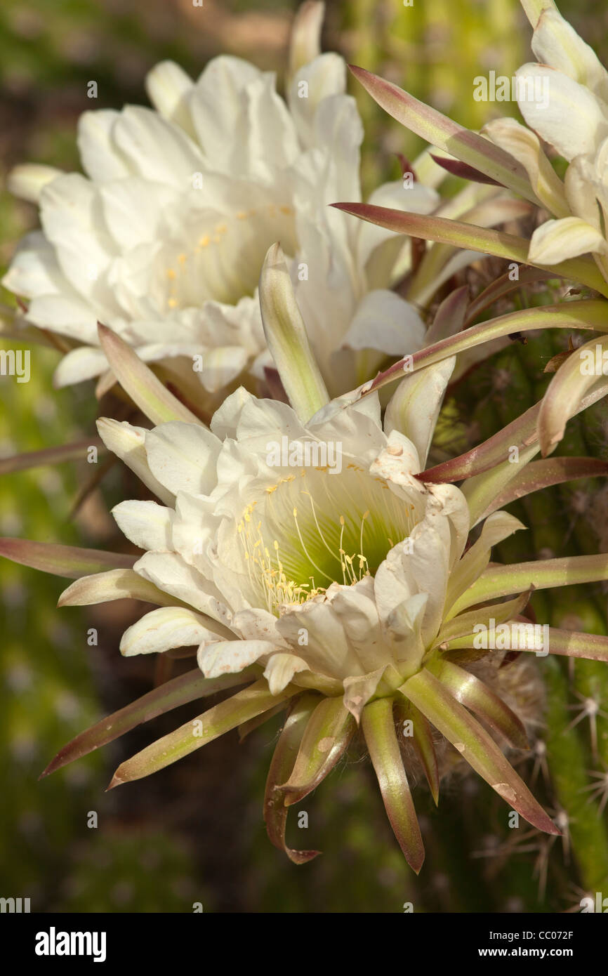 Torch cactus (Echinopsis candicans) in bloom Stock Photo - Alamy