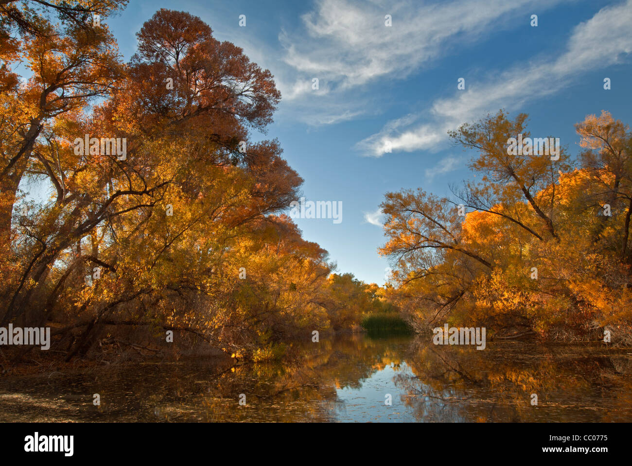 Cottonwood trees (Populus fremontii) reflect in Palm Lake at the ...