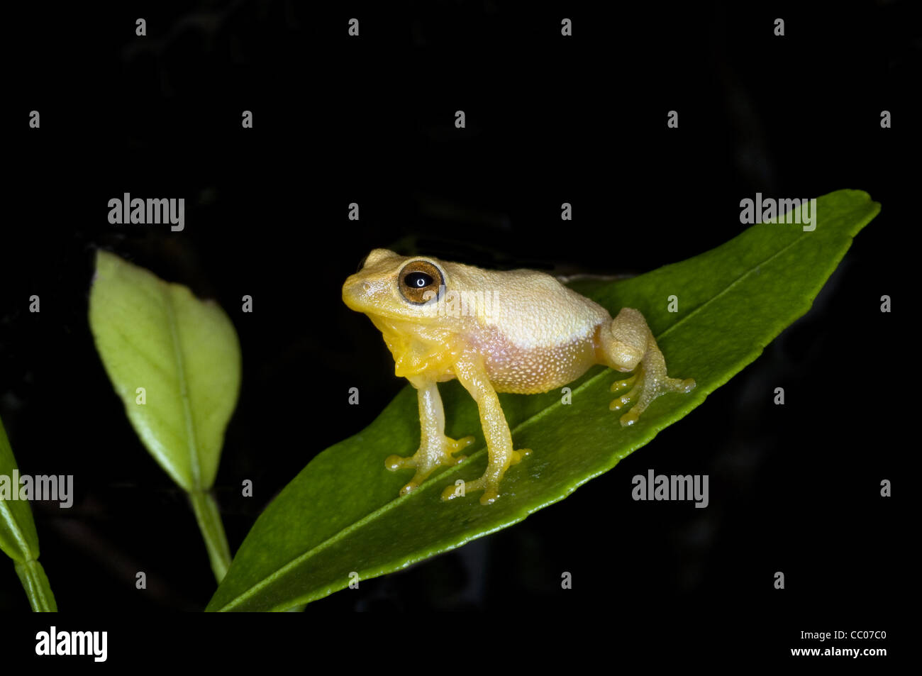 Variable bush frog ( Raorchestes akroparallagi Stock Photo - Alamy