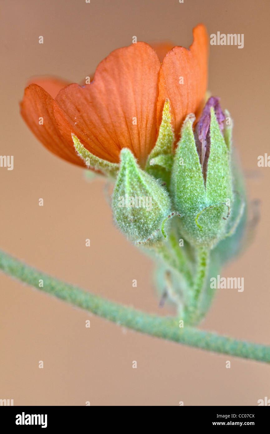 Globemallow hi-res stock photography and images - Alamy
