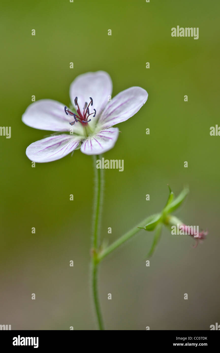 Single Richardson's geranium (Geranium richardsonii) flower Stock Photo ...