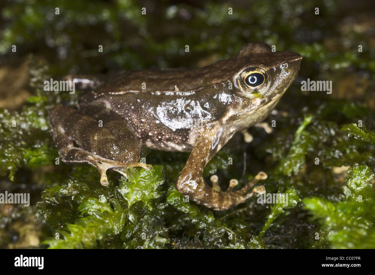 Micrixalus fuscus hi-res stock photography and images - Alamy