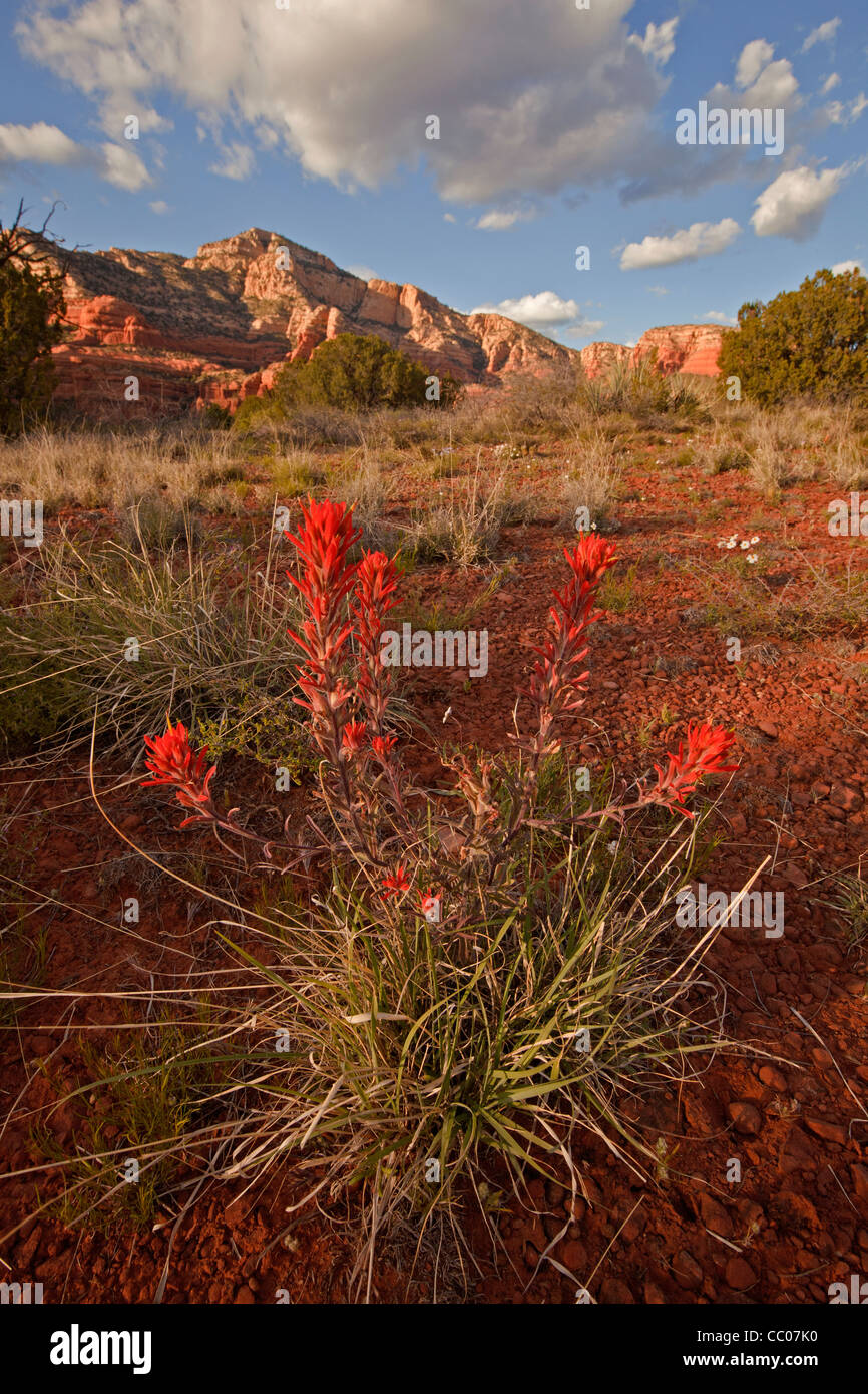 Indian Paintbrush (Castilleja sp.) bloom near Red Canyon, Sedona ...