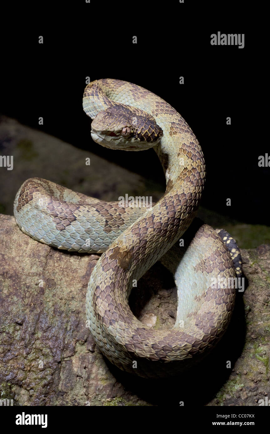 Malabar rock pitviper Venomous Common Trimeresurus malabaricus, endemic ...