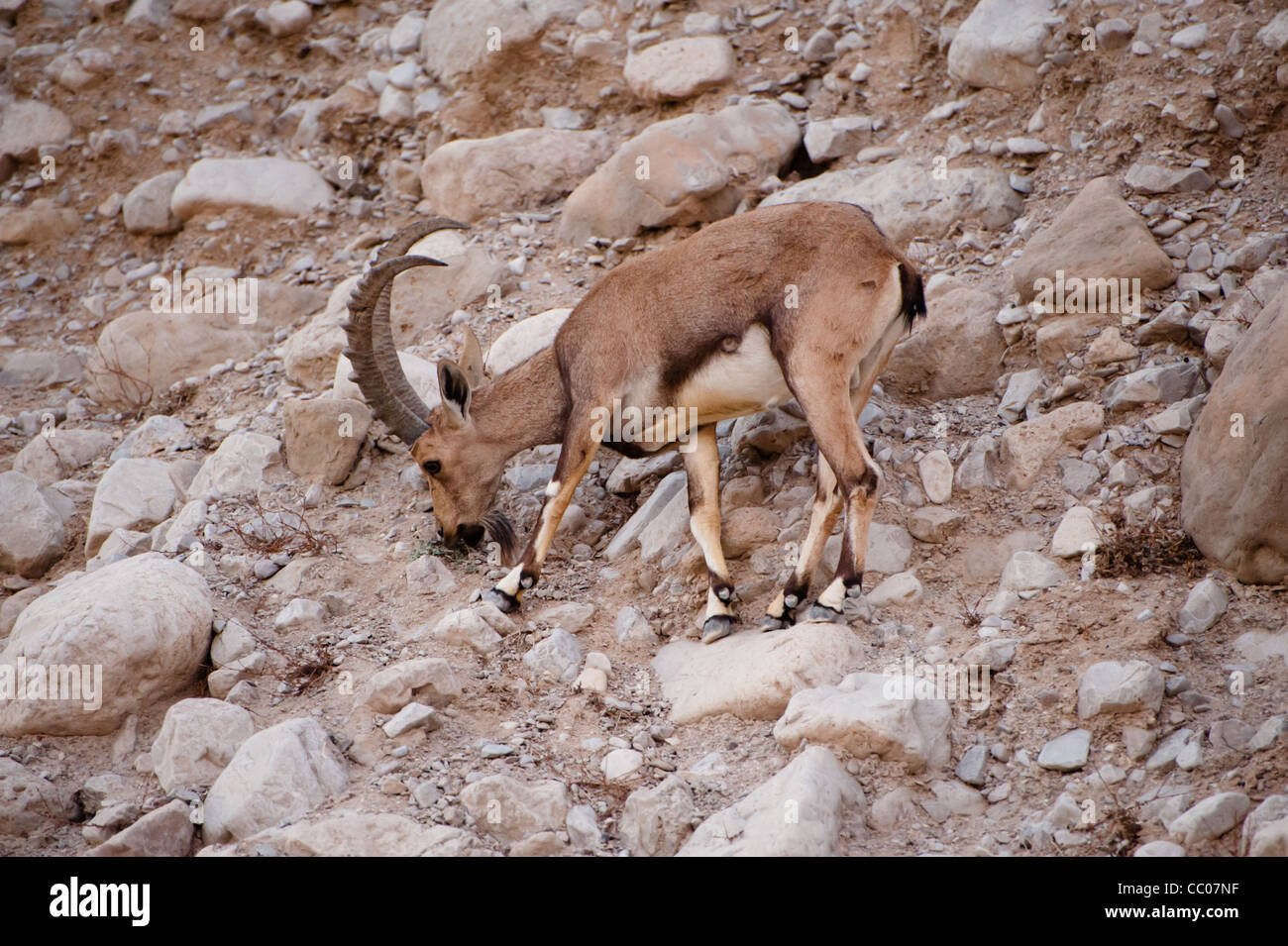 A Nubian ibex (Capra nubiana) grazes among the rocky coast of the Dead ...