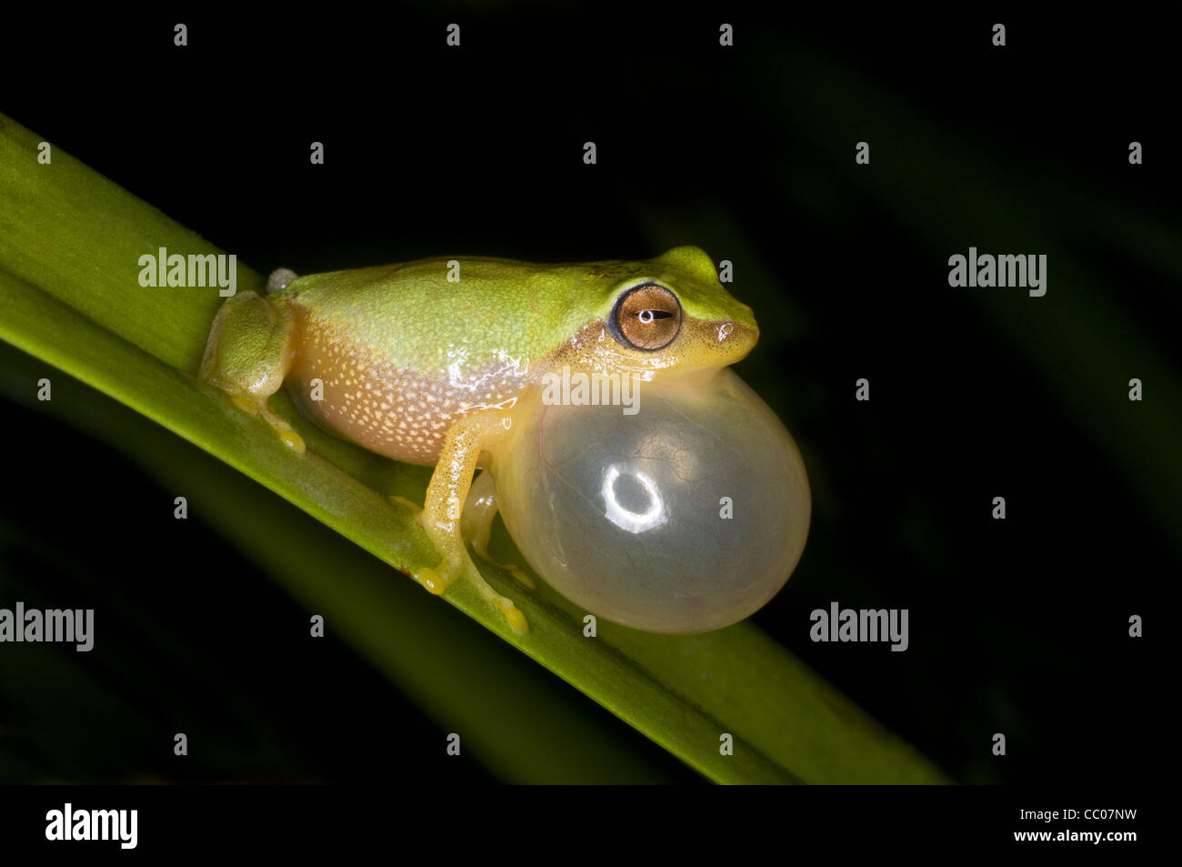 Variable bush frog ( Raorchestes akroparallagi Stock Photo - Alamy