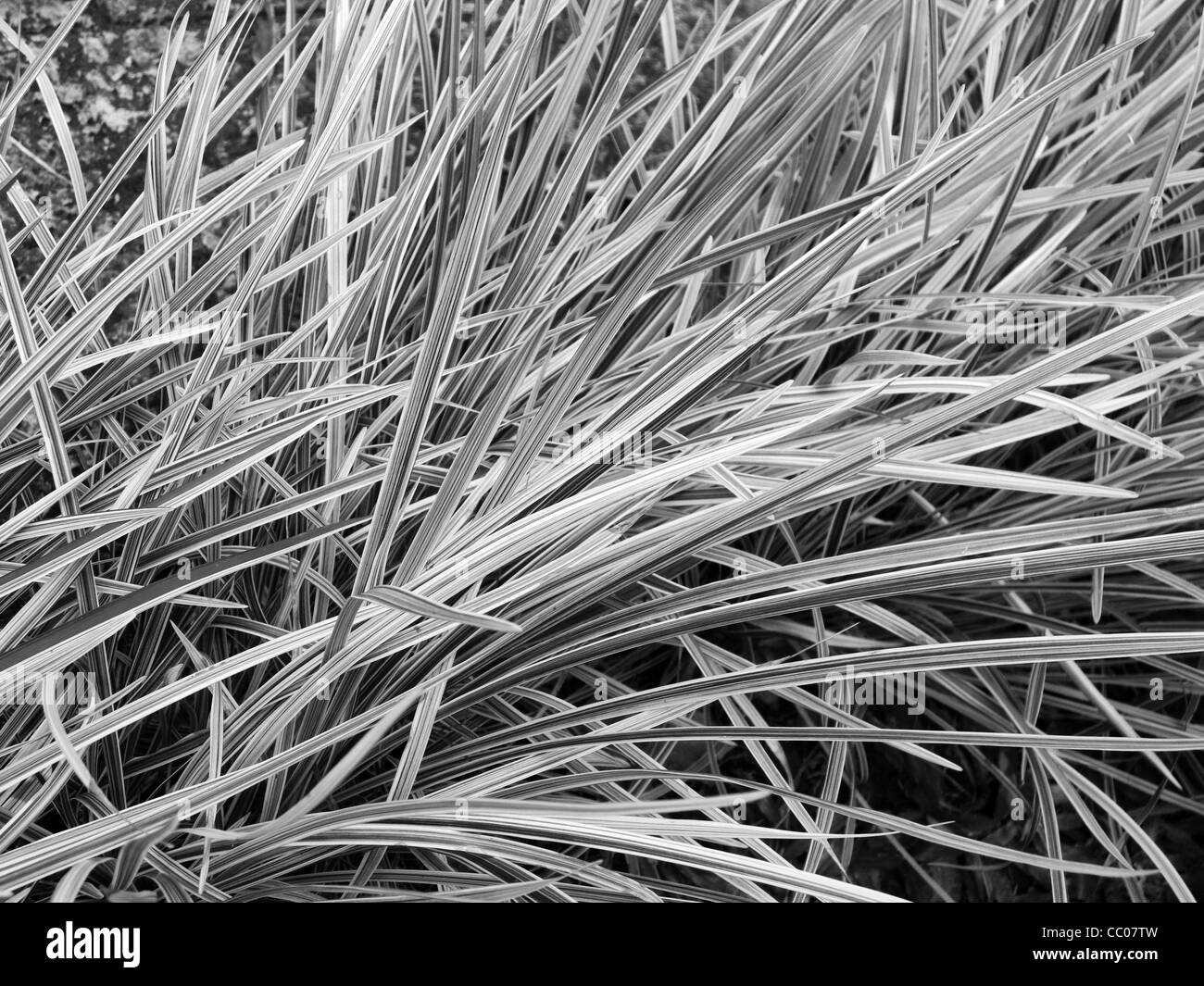 Bw texture hi-res stock photography and images - Alamy