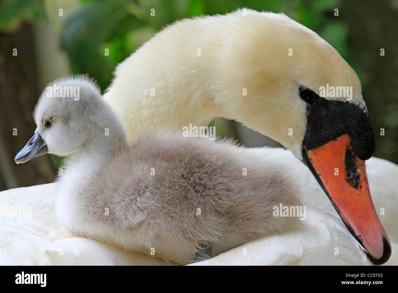 Close up of mute swan with fluffy cygnet Stock Photo - Alamy