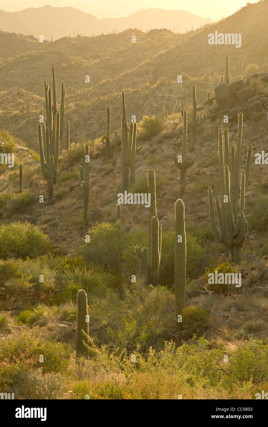 Hillside of blooming saguaro cacti (Cereus giganteus) and littleleaf ...