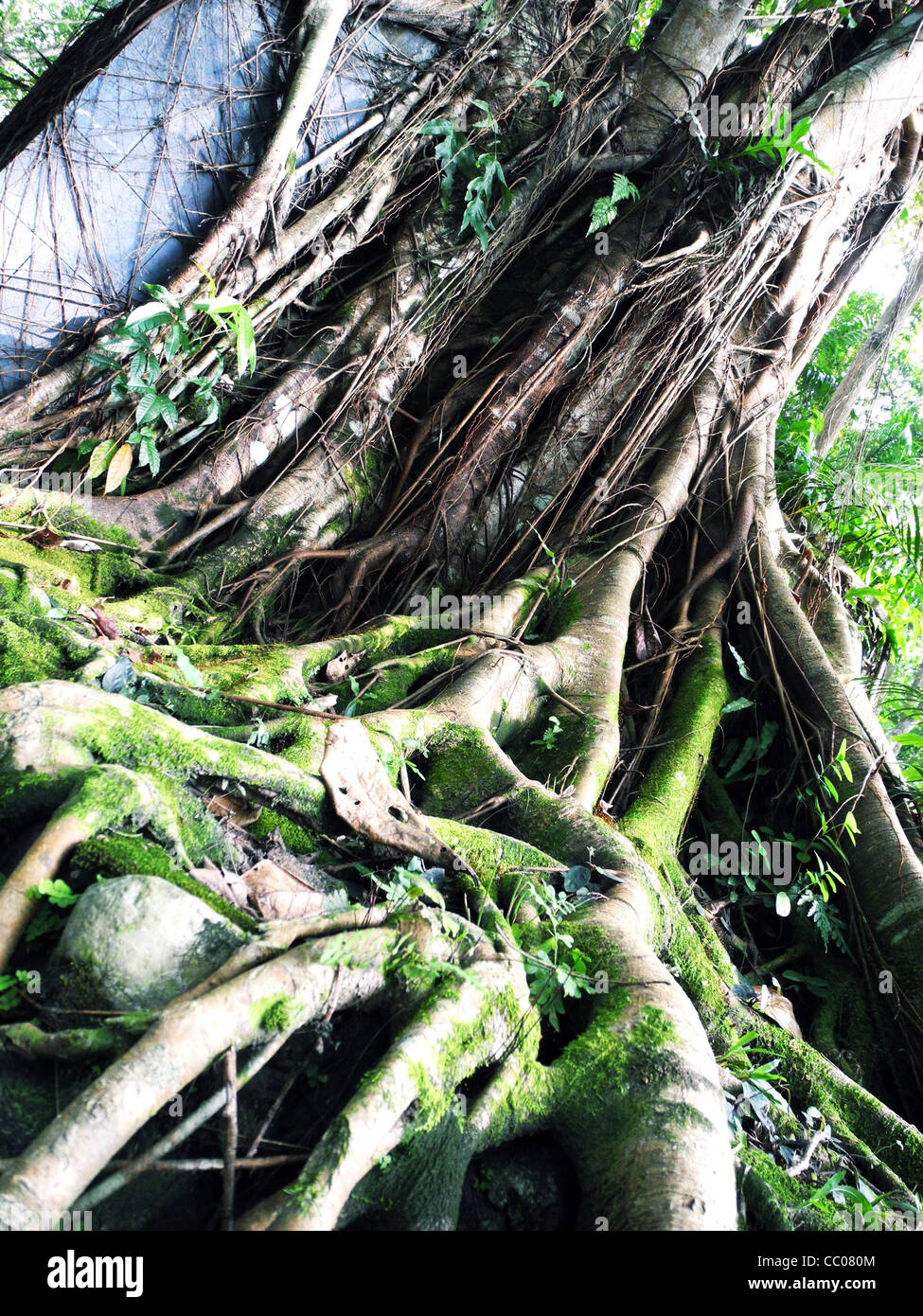 Beringin tree hi-res stock photography and images - Alamy