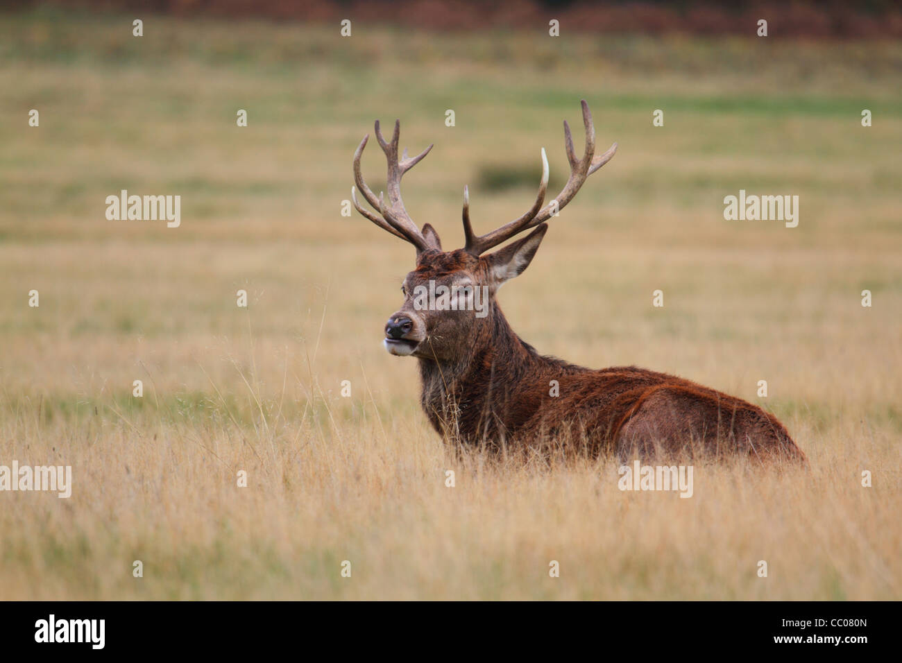 Red stag deer laying in grass Stock Photo - Alamy