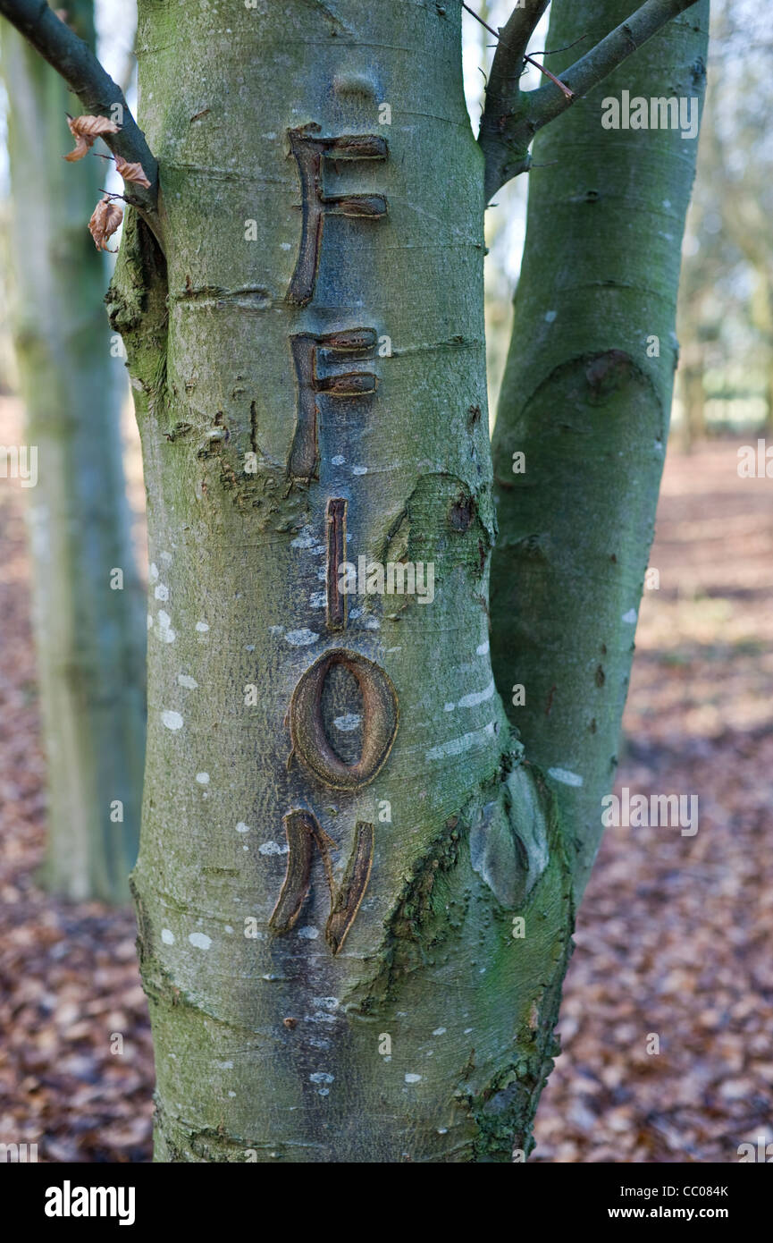 Name carved into tree hi-res stock photography and images - Alamy