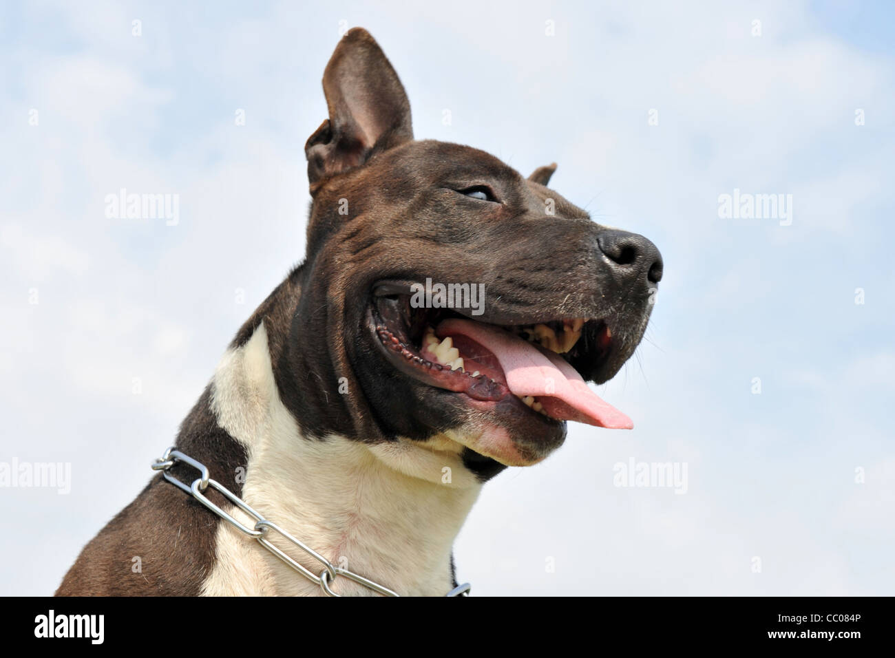 Pitbull dog teeth hi-res stock photography and images - Alamy