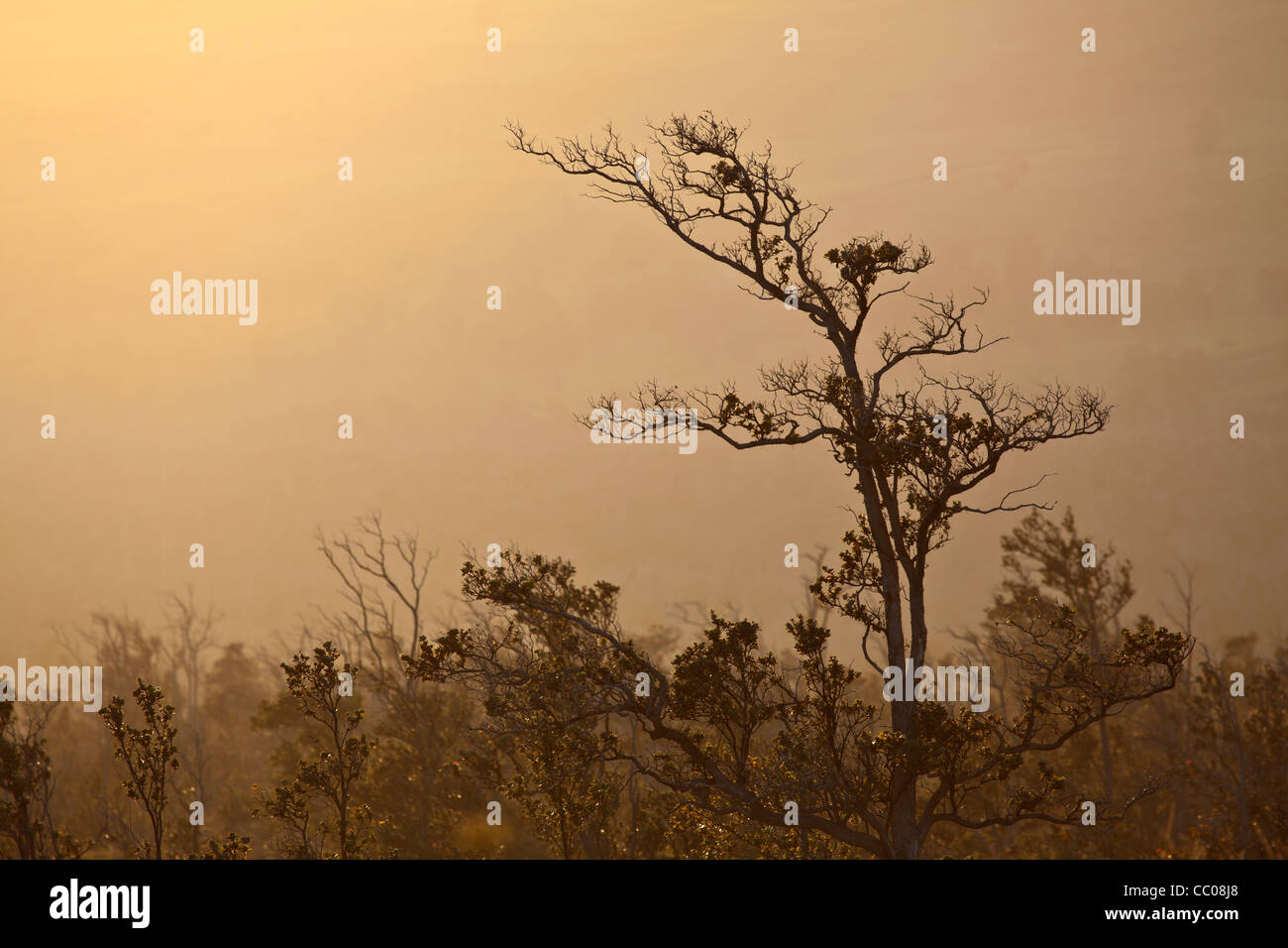 Tree enveloped in "vog," fog caused by the neighboring volcanic vent in ...