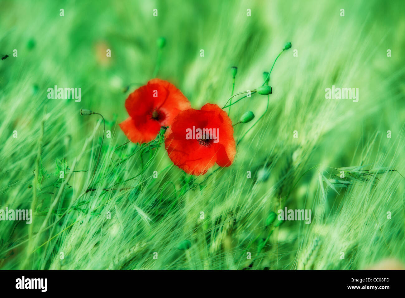 Poppies of france hi-res stock photography and images - Alamy