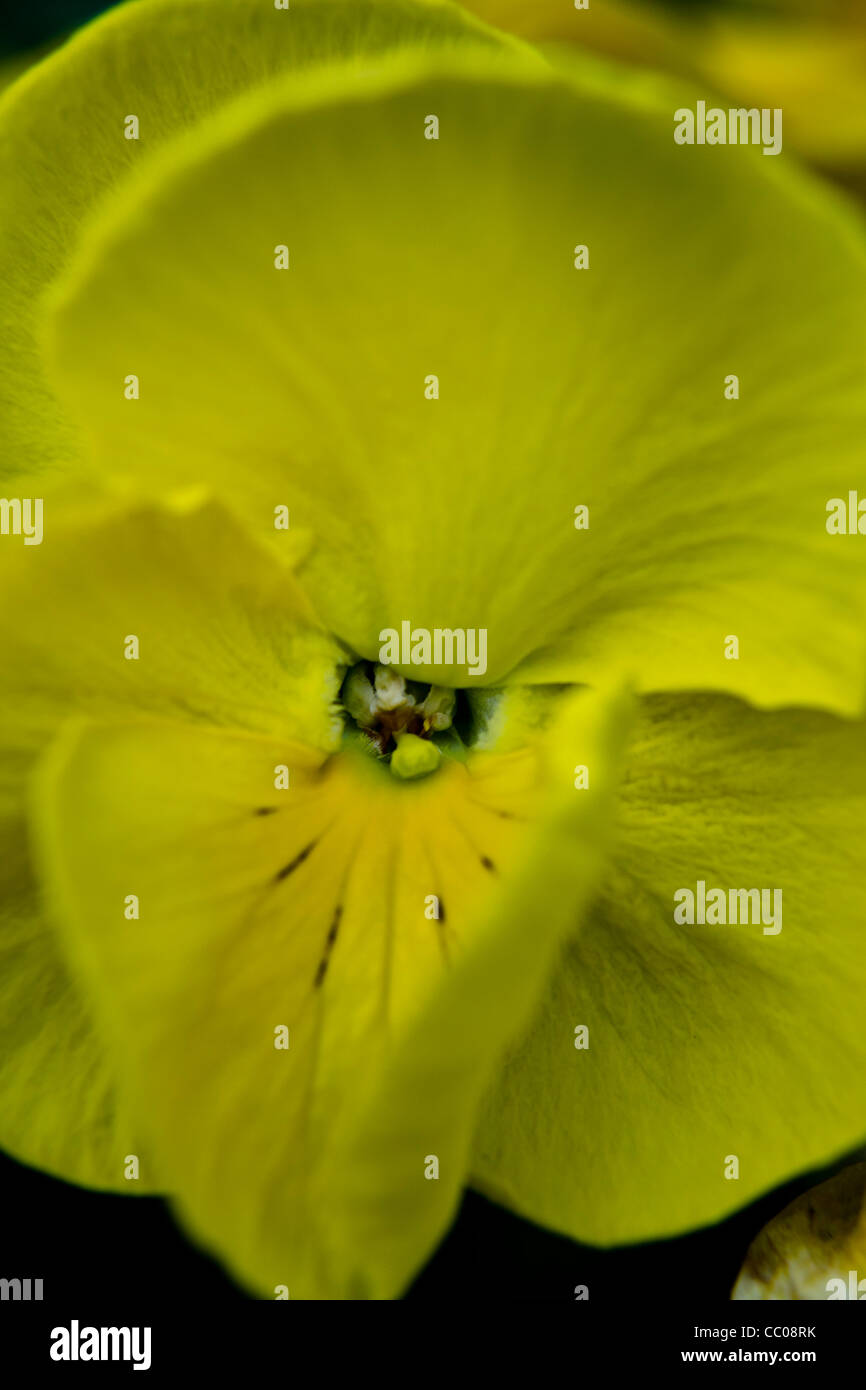 Yellow burst hi-res stock photography and images - Alamy
