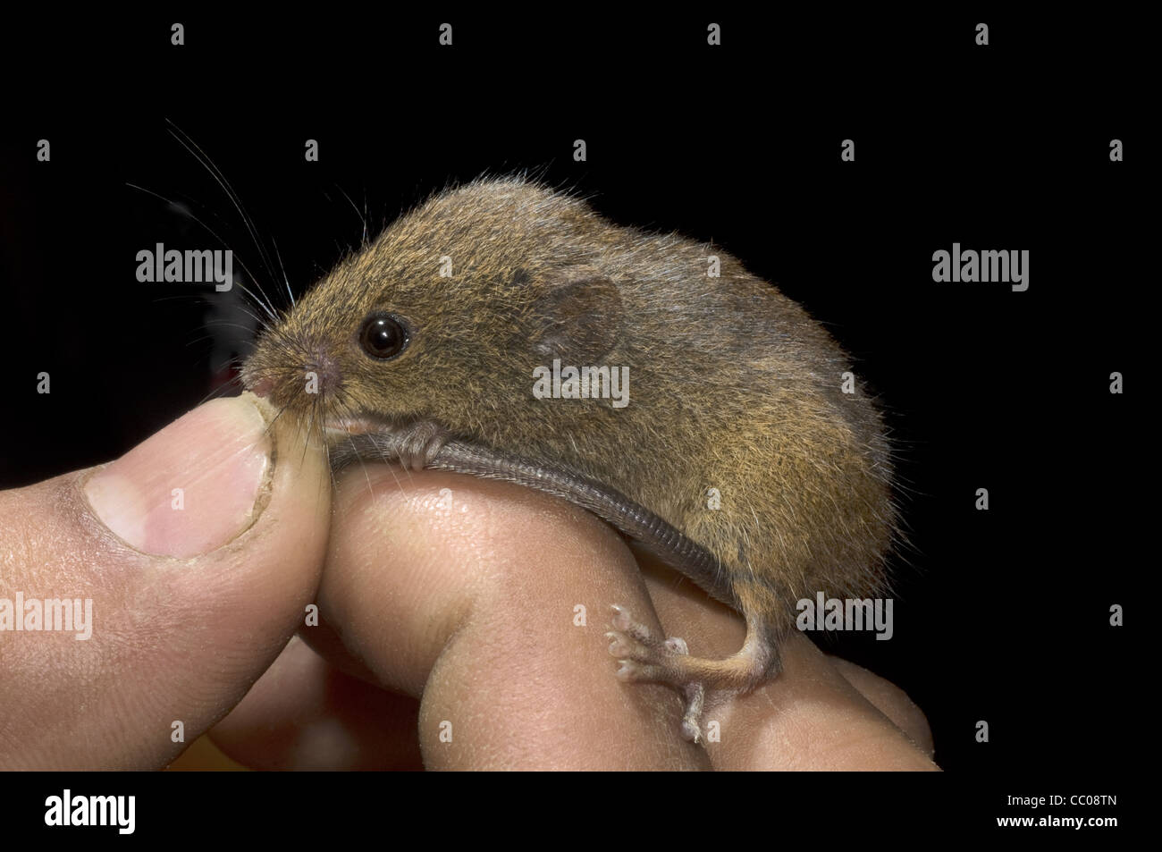 Nagaland wildlife hi-res stock photography and images - Alamy