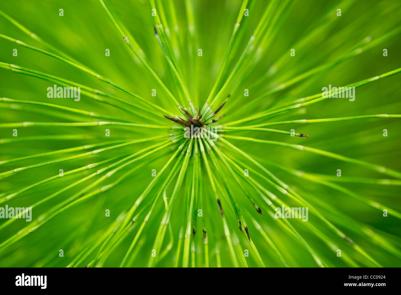 Green burst hi-res stock photography and images - Alamy