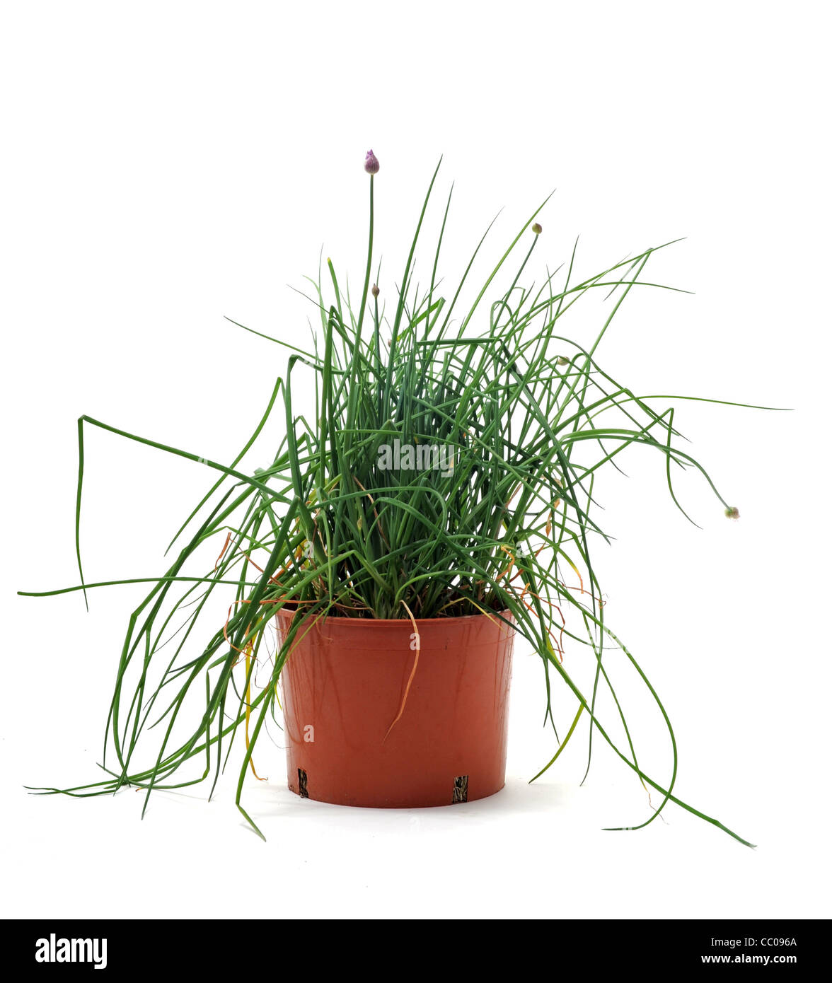 chives in pot in front of white background Stock Photo - Alamy