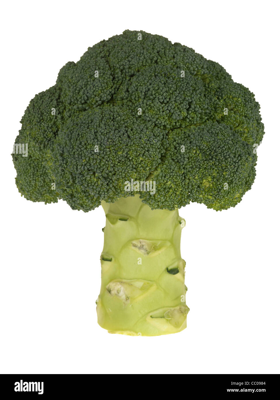 Fresh Healthy Raw Uncooked Broccoli Against A White Background With A ...