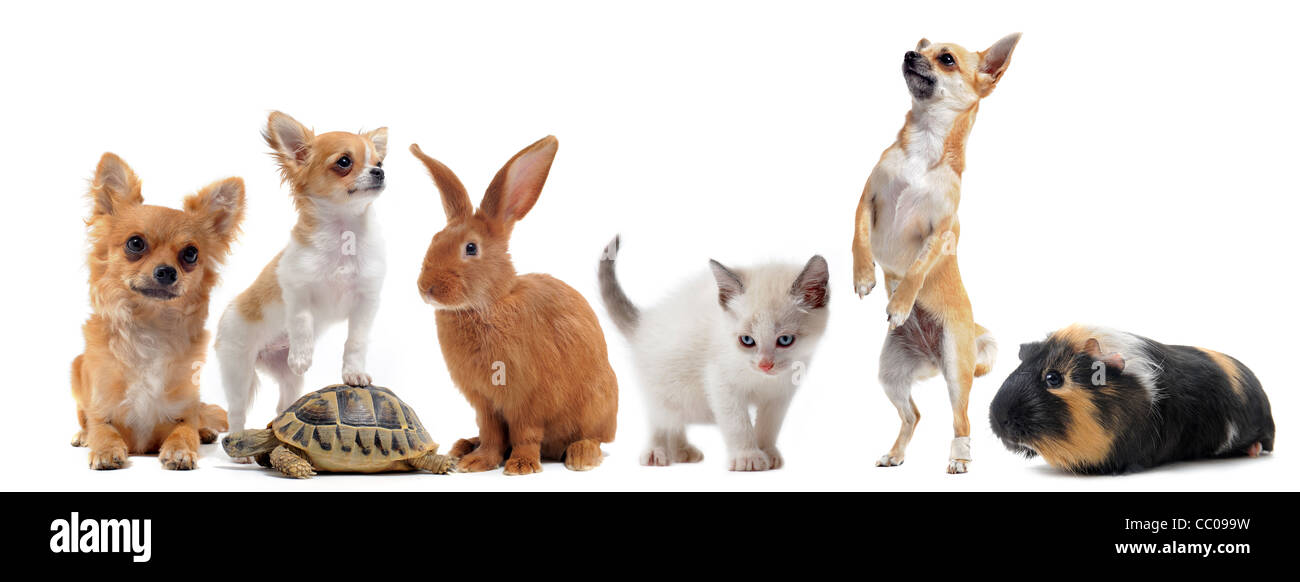 group of pets in front of white background Stock Photo - Alamy