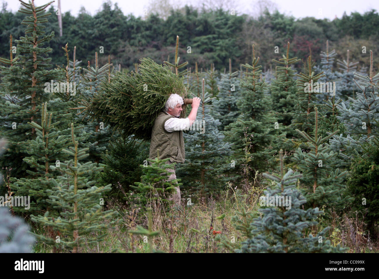 CHRISTMAS TREE GROWER Stock Photo - Alamy