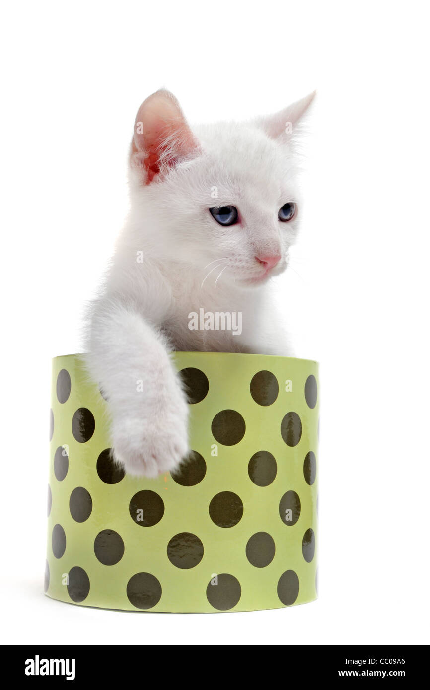 young white kitten in a box in front of white background Stock Photo ...